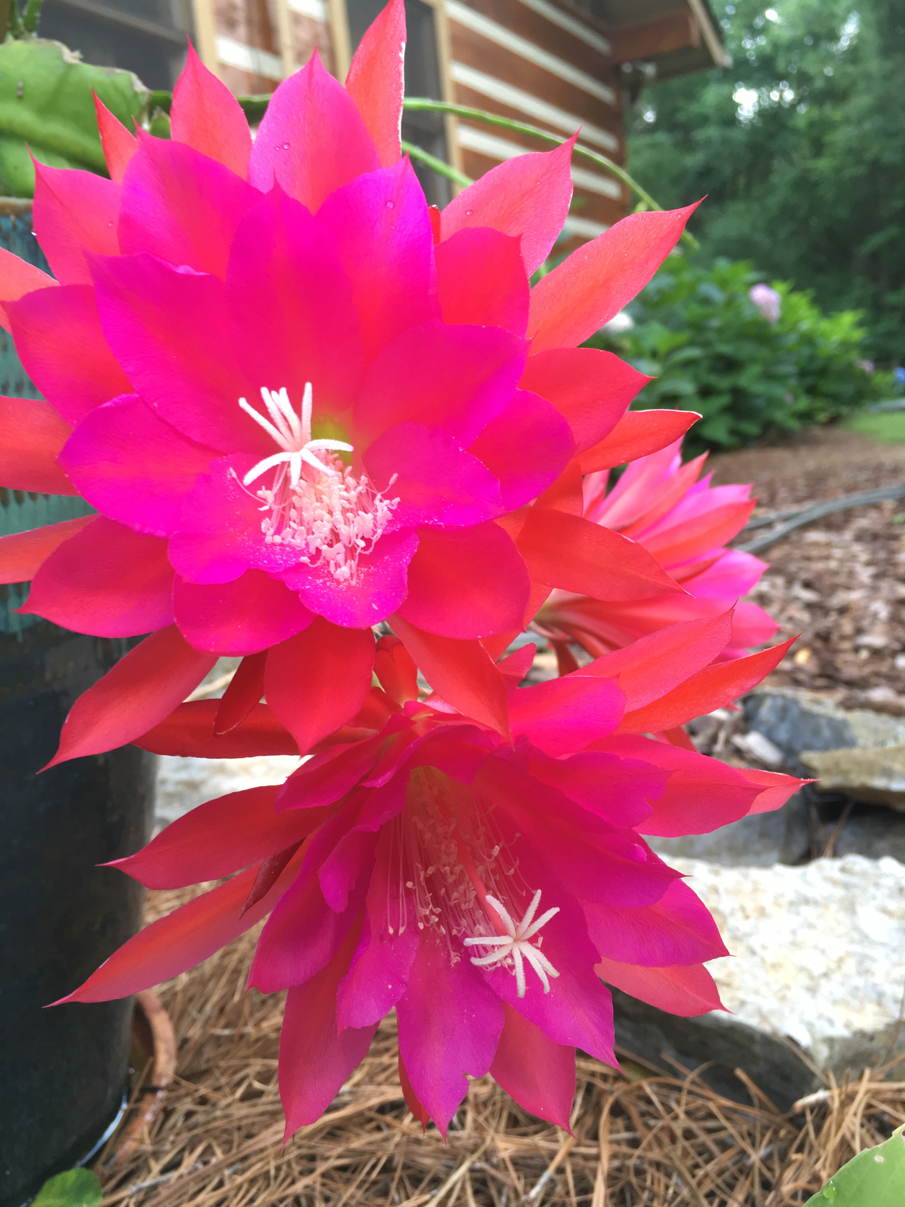 “Two Dispatches from Lascassas, Tennessee” by Gaylord Brewer – Another ...