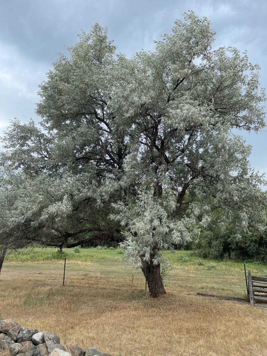 “I Know a Tree” by Robin Foster – Another Chicago Magazine