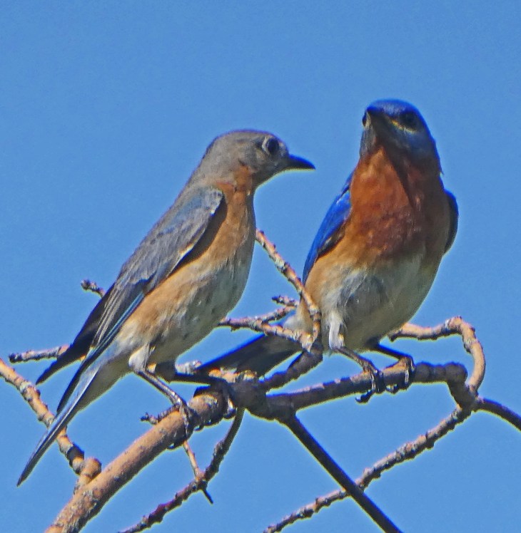 Poetry – Another Chicago Magazine