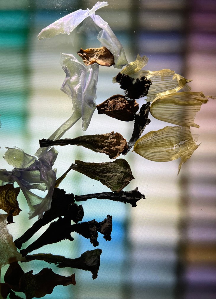 Another Chicago Magazine